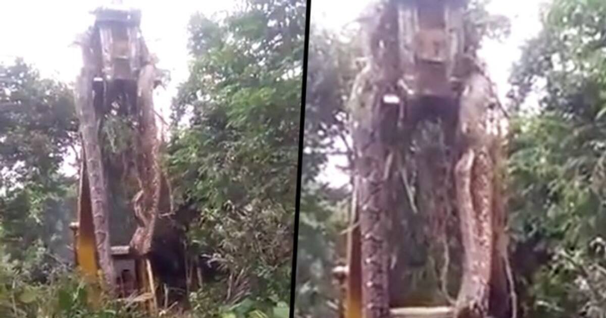 Watch: Gigantic snake lifted by crane from rainforest; viral video will ...