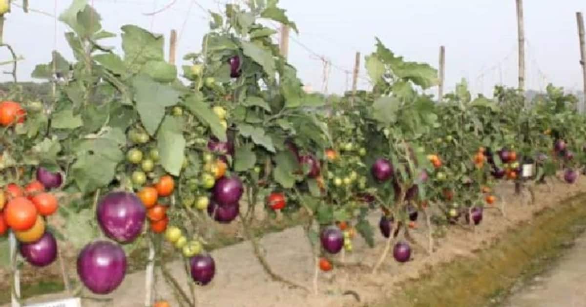 വഴുതനയും തക്കാളിയും ഒരേ ചെടിയിലുണ്ടായാലോ? | brinjal and tomato grow ...