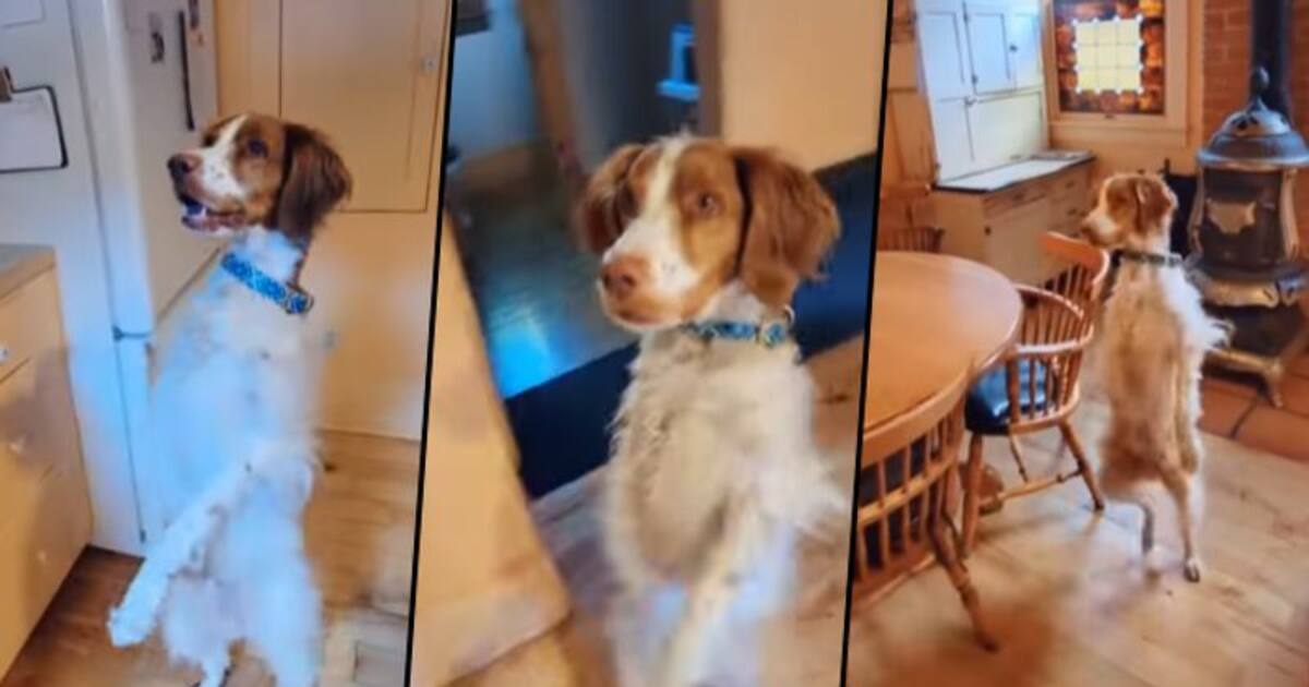Meet Dexter, three-legged dog walks like human after losing a leg (Watch)