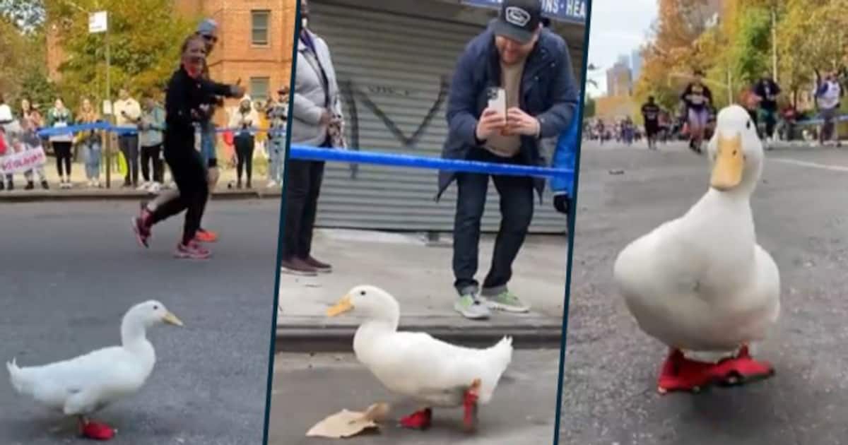 Duck participates in New York City marathon in little red shoes; viral ...