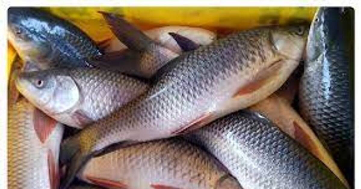Fishing | ಒಳನಾಡು ಮೀನುಗಾರಿಕೆ ಇಳುವರಿ ಹೆಚ್ಚಳ ಗುರಿ : ಉತ್ತಮ ಅವಕಾಶ | Fish ...