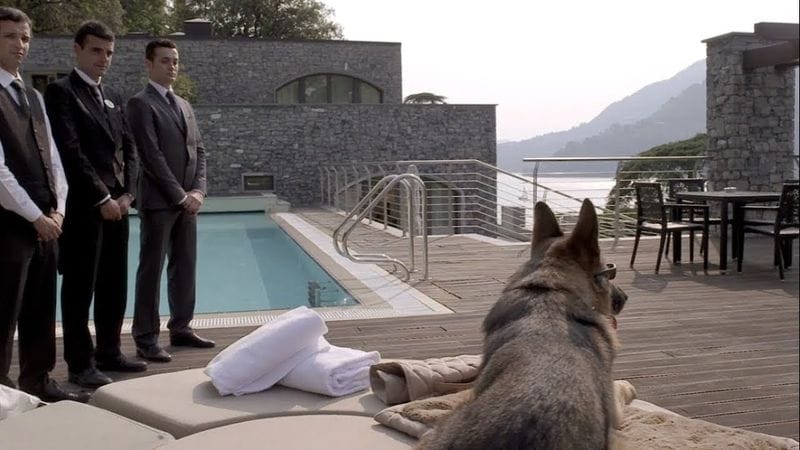 Wealthy dog : 3,715 കോടിയുടെ ആസ്തി; ഇത് ലോകത്തെ ഏറ്റവും സമ്പന്നനായ ...