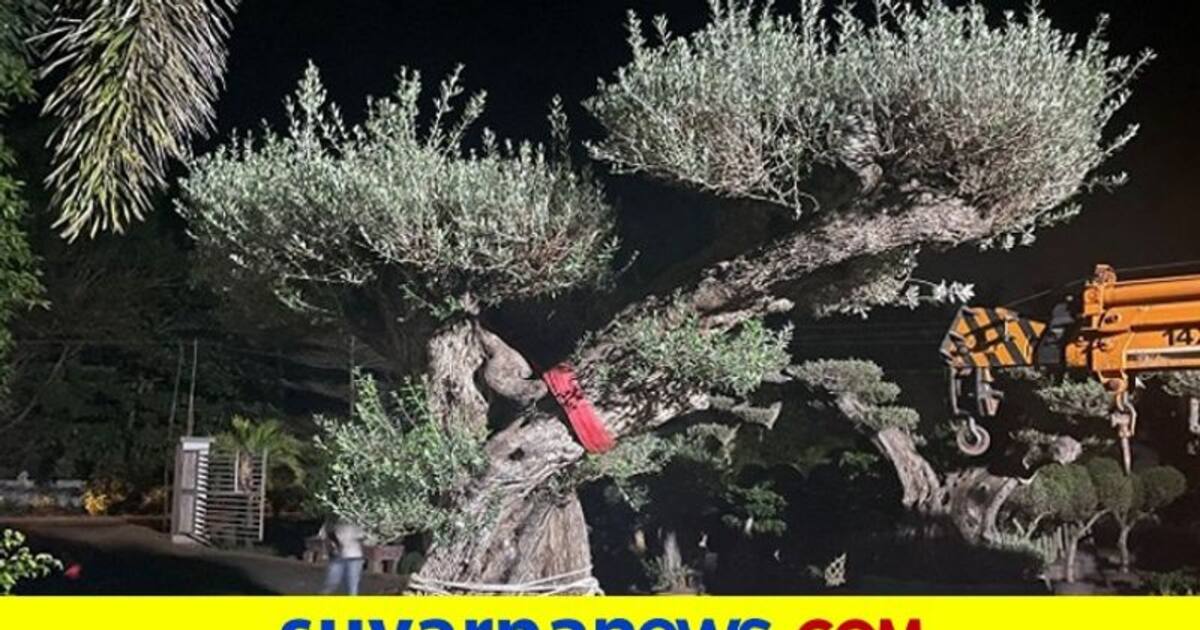 Mukesh Ambani: 1 ಕೋಟಿಯ 2 ಆಲಿವ್‌ ಮರ ಆಂಧ್ರದಿಂದ ಅಂಬಾನಿ ಮನೆಗೆ ರವಾನೆ ...