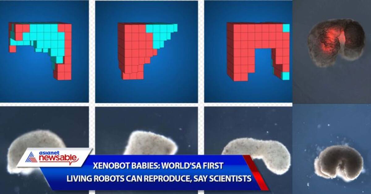 Xenobot babies: World's first living robots can reproduce, say scientists
