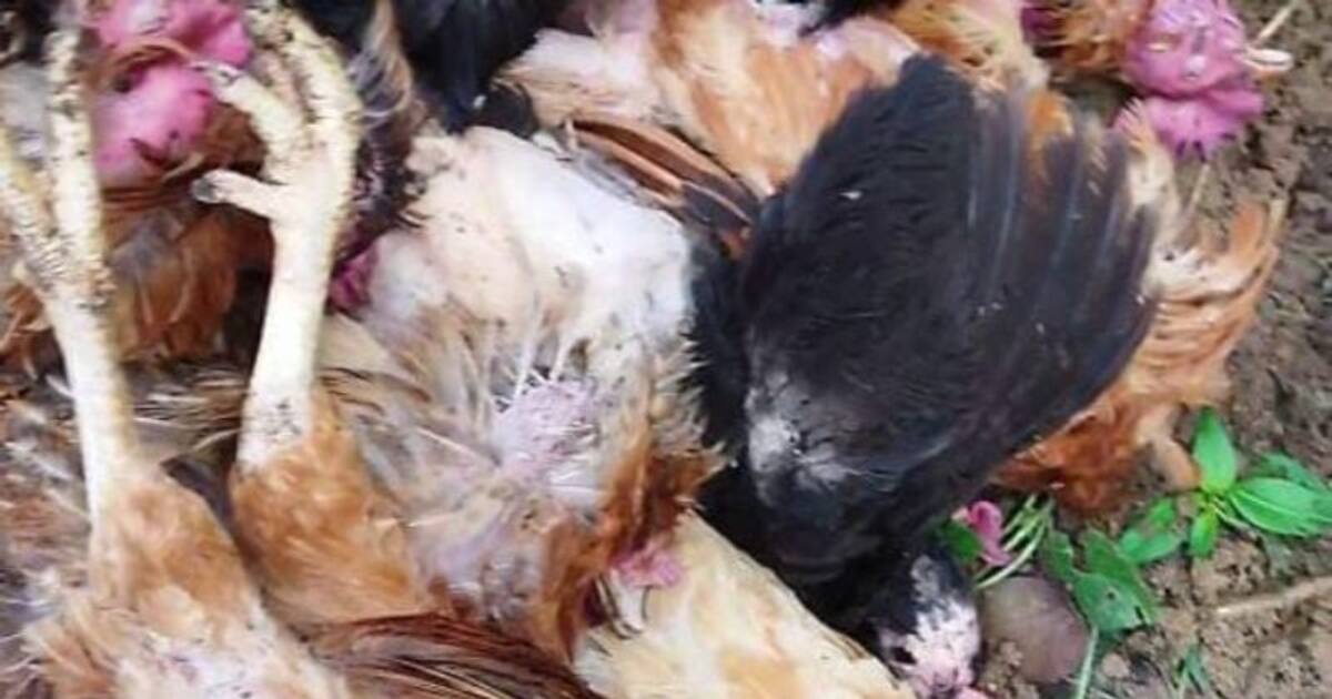 മാന്നാറിൽ തെരുവ് നായ്ക്കൾ മുപ്പതോളം കോഴികളെ കടിച്ചുകൊന്നു | Thirty ...