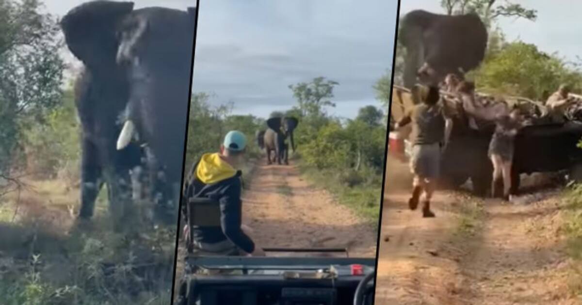 Bull elephant charges safari truck in South Africa; terrifying video ...