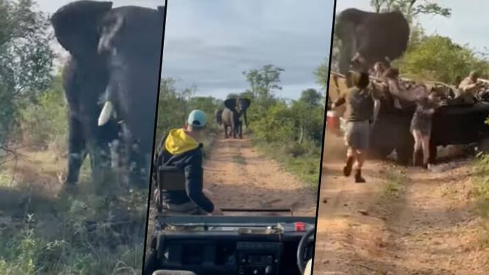 Bull elephant charges safari truck in South Africa; terrifying video ...