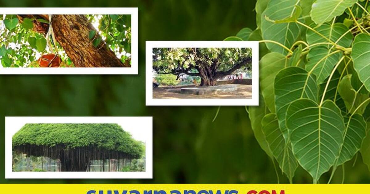 health benefits peepal tree: ಅರಳಿಯಲ್ಲಡಗಿದೆ ಇಂಪೊಟೆನ್ಸಿಗೆ ಮದ್ದು! | Health ...