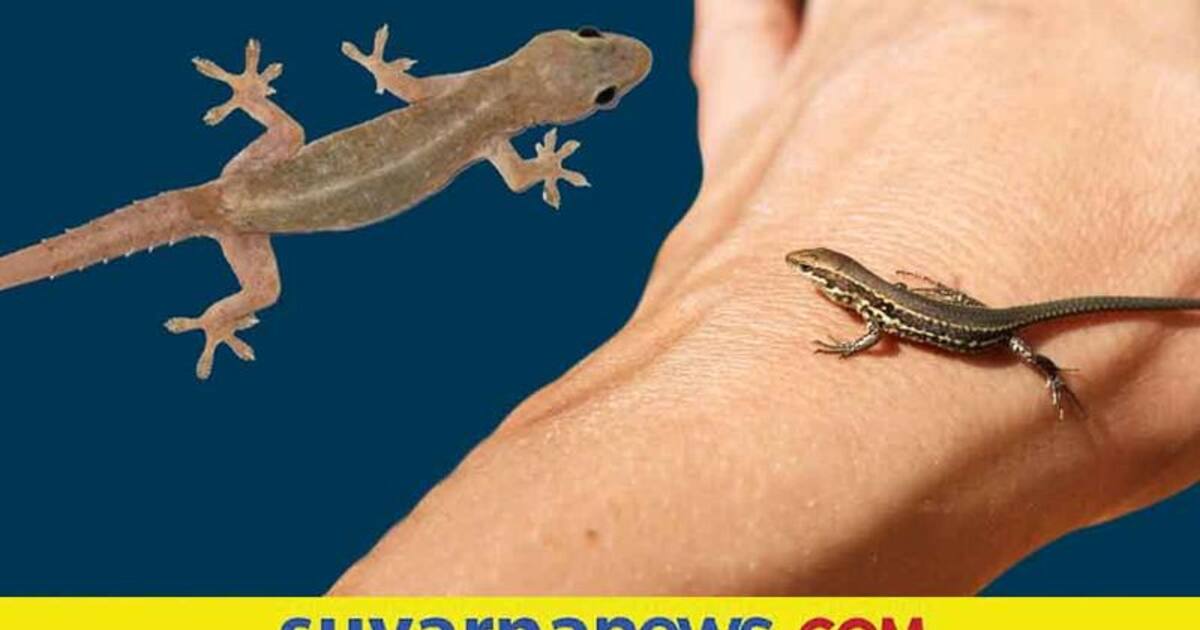 நம் உடலில் பல்லி விழும் பலன்கள் தெரியுமா?