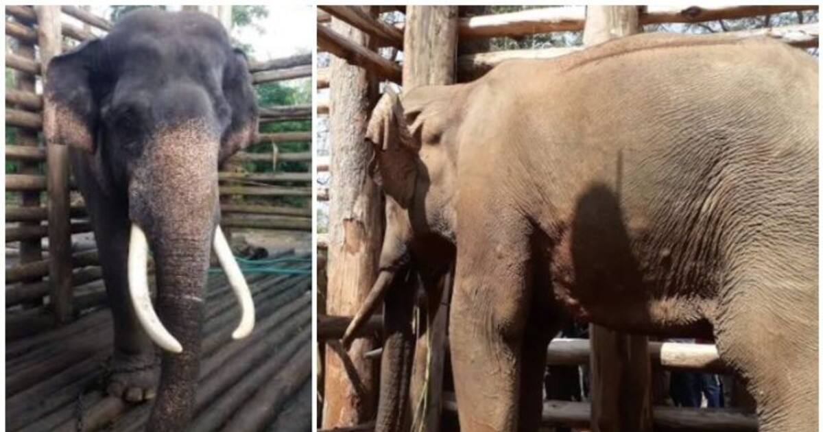 Wayanad Tiger Attack : കടുവയെ കൂട്ടിലാക്കാന്‍ ഗജവീരന്മാര്‍; കല്ലൂര് ...