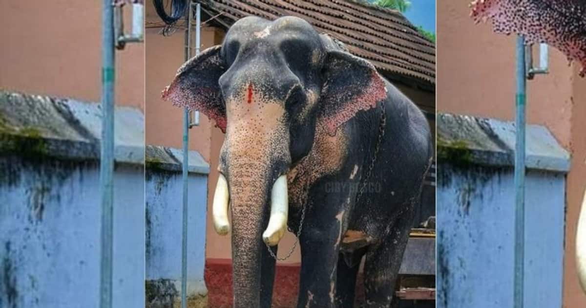 ഗജരാജൻ മംഗലാംകുന്ന് രാമചന്ദ്രൻ ചരിഞ്ഞു | Gajarajan Mangalamkunnu ...