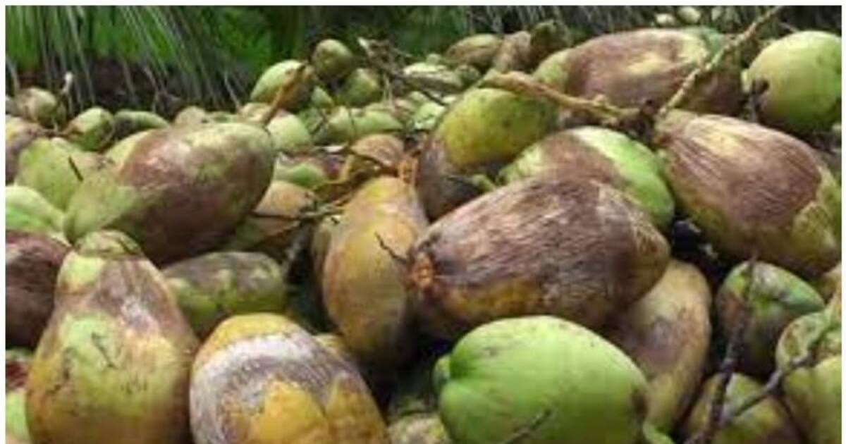 Coconut price fall : തേങ്ങയുടെ വിലത്തകർച്ച തടയാൻ നടപടികൾ; 32 രൂപ ...
