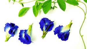 శంఖుపూల మొక్కతో ఆశ్చర్యకరమైన ఆరోగ్య ప్రయోజనాలు? | Know the health ...