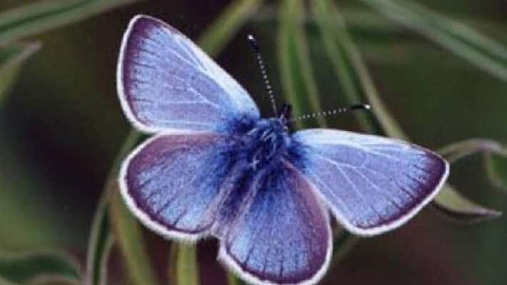 Xerces blue butterfly : 80 വർഷം മുമ്പ് അപ്രത്യക്ഷമായ നീലചിത്രശലഭത്തെ ...