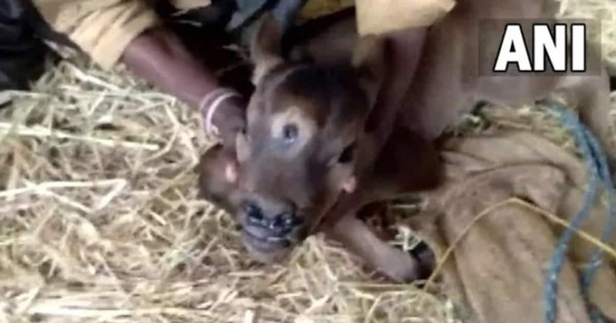 3-Eyed Calf : മൂന്ന് കണ്ണുള്ള പശുക്കിടാവ്; ദൈവത്തിന്റെ അവതാരമാണെന്ന് ...