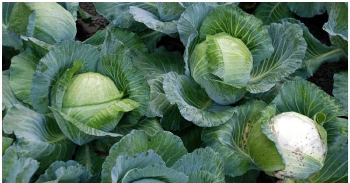 క్యాబేజీని తీసుకుంటే కలిగే సూపర్ హెల్త్ బెనిఫిట్స్ ఏమిటంటే!? | Health ...