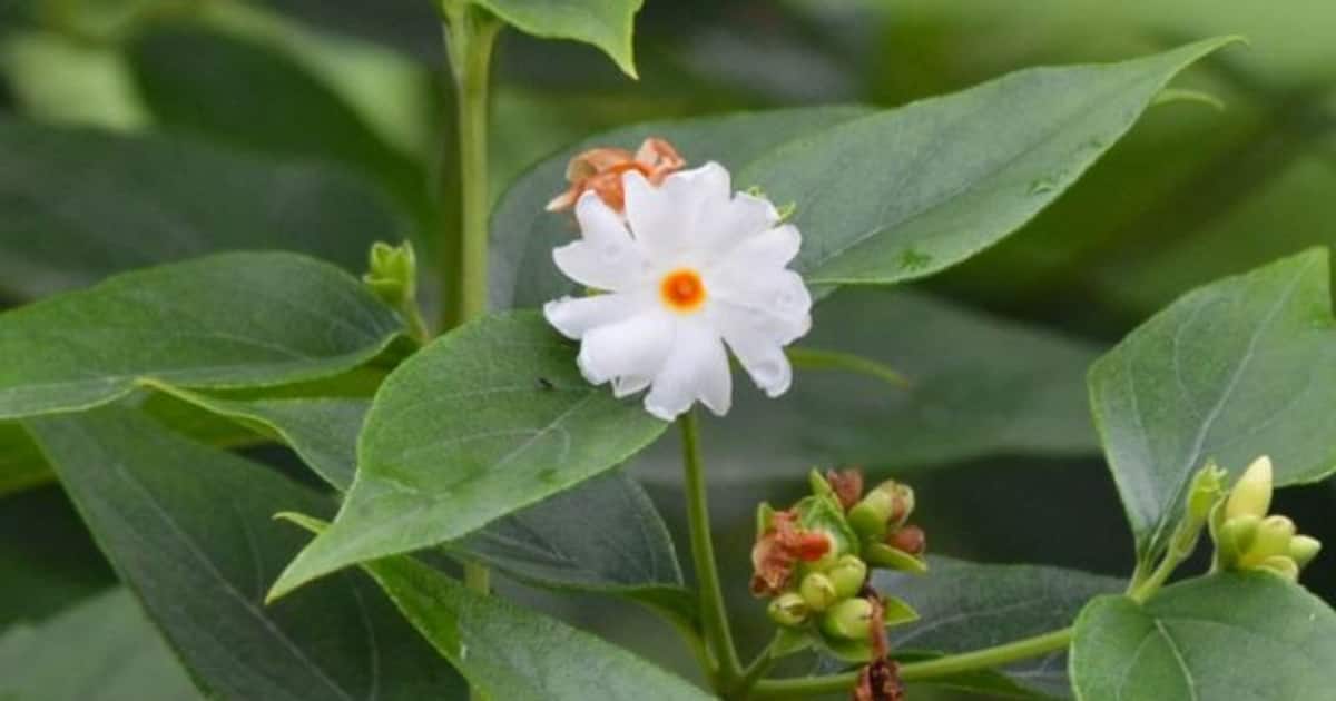 വീട്ടിൽ പവിഴമല്ലി ഉണ്ടായാൽ ഐശ്വര്യം | Everything You Need to Know About ...