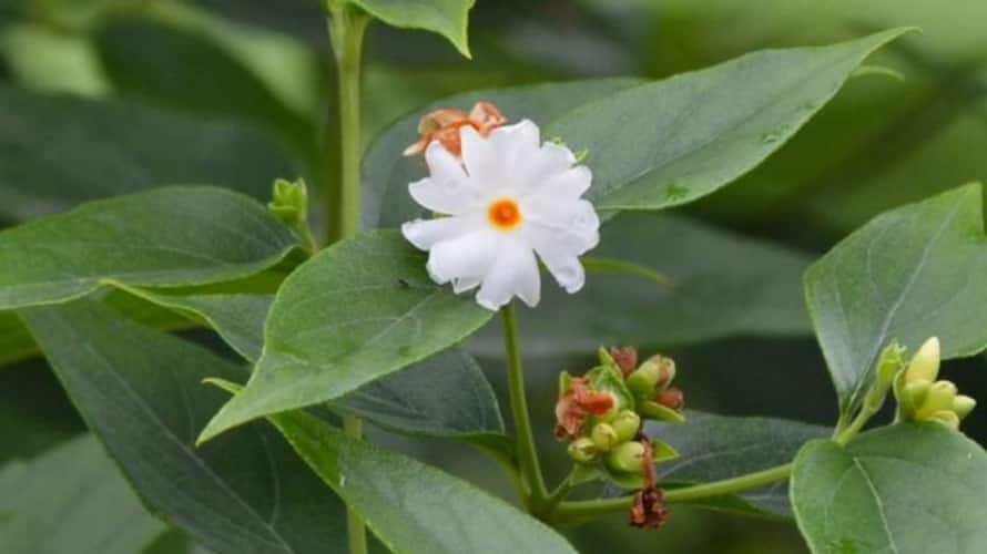 വീട്ടിൽ പവിഴമല്ലി ഉണ്ടായാൽ ഐശ്വര്യം | Everything You Need to Know About ...