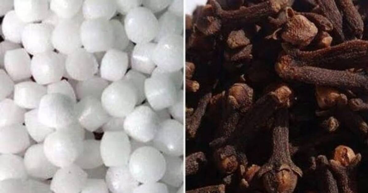 benefits of burning camphor and cloves: கற்பூரம் மற்றும் கிராம்புகளை ...