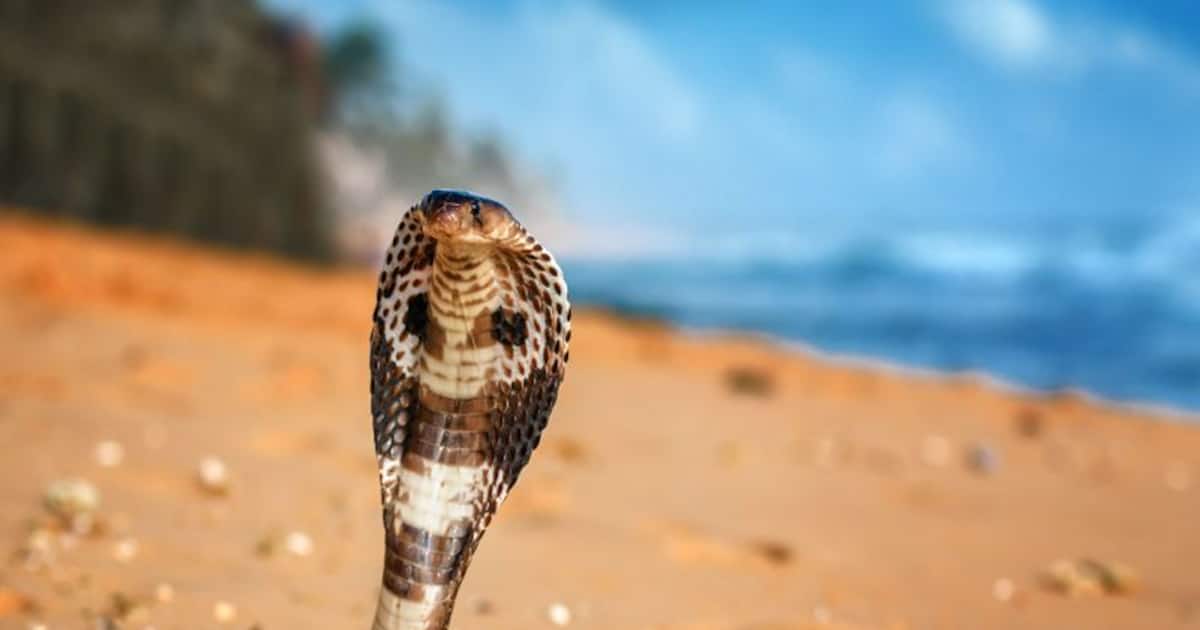 പാമ്പിൻ വിഷം നമ്മുടെ ശരീരത്തിൽ പ്രവർത്തിക്കുന്നതെങ്ങനെ? | How does the ...