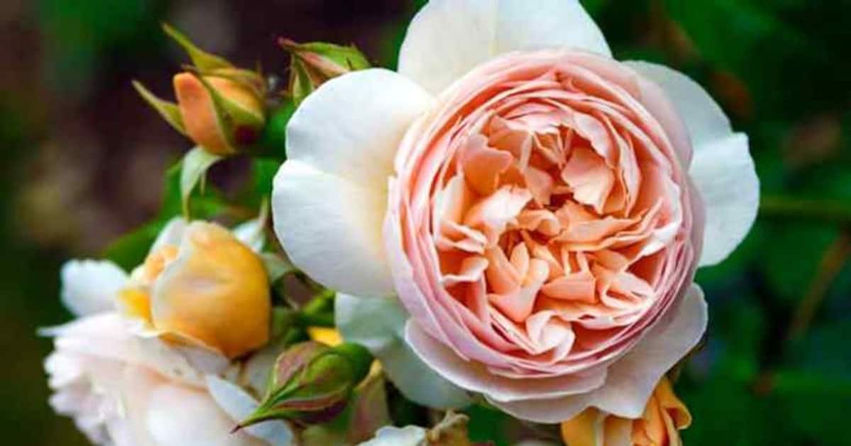 why juliet rose is more expensive