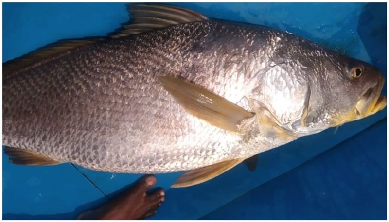 ghol fish: ഗുജറാത്ത് തീരത്ത് കണ്ടുവരുന്ന 'സ്വര്‍ണ്ണ മത്സ്യം' കേരള ...