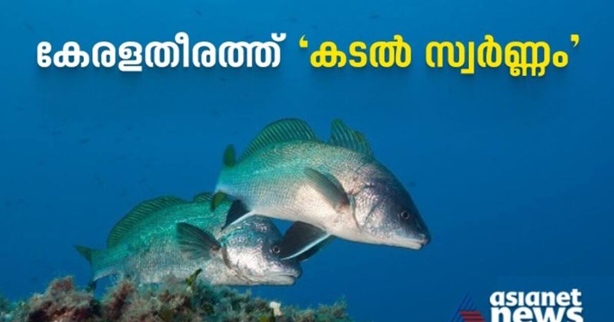 ghol fish: ഗുജറാത്ത് തീരത്ത് കണ്ടുവരുന്ന 'സ്വര്‍ണ്ണ മത്സ്യം' കേരള ...