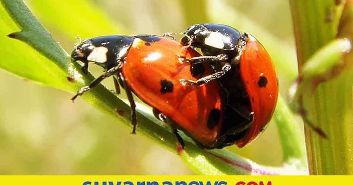Beetles Reproduction: ಲಿಂಗವೇ ಇಲ್ಲದಿದ್ರೂ ಸಂತಾನೋತ್ಪತ್ತಿ ಹೇಗೆ ಮಾಡುತ್ತೆ ...