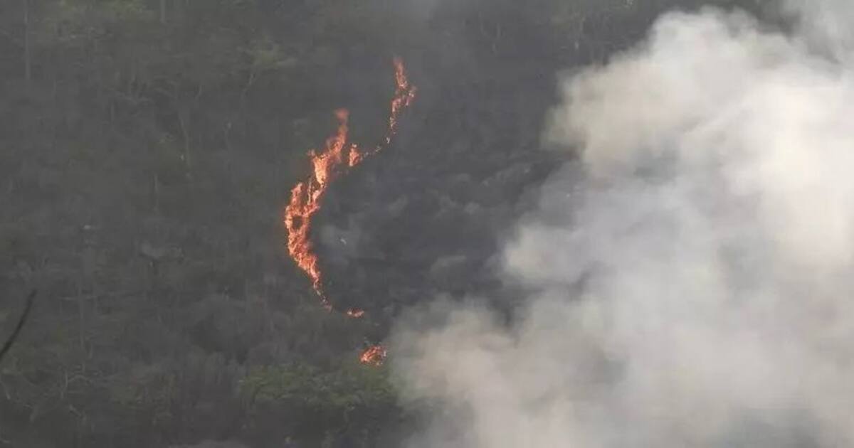 கொளுந்து விட்டு எரியும் காட்டுத்தீ.. அணைக்க முடியாமல் திணறும் வீரர்கள் ...