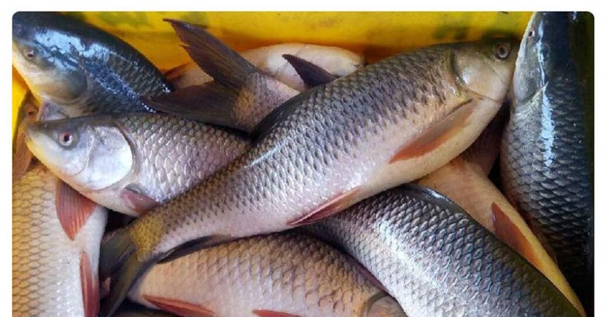 చేపల లారీ బోల్తా.. ఎగబడ్డ జనం.. అరగంటలో లోడు మొత్తం ఖాళీ..