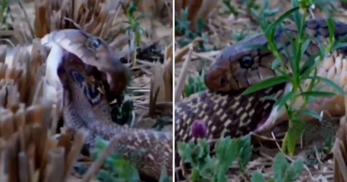 Watch: King Cobra swallows another snake alive; Creepy video stuns internet
