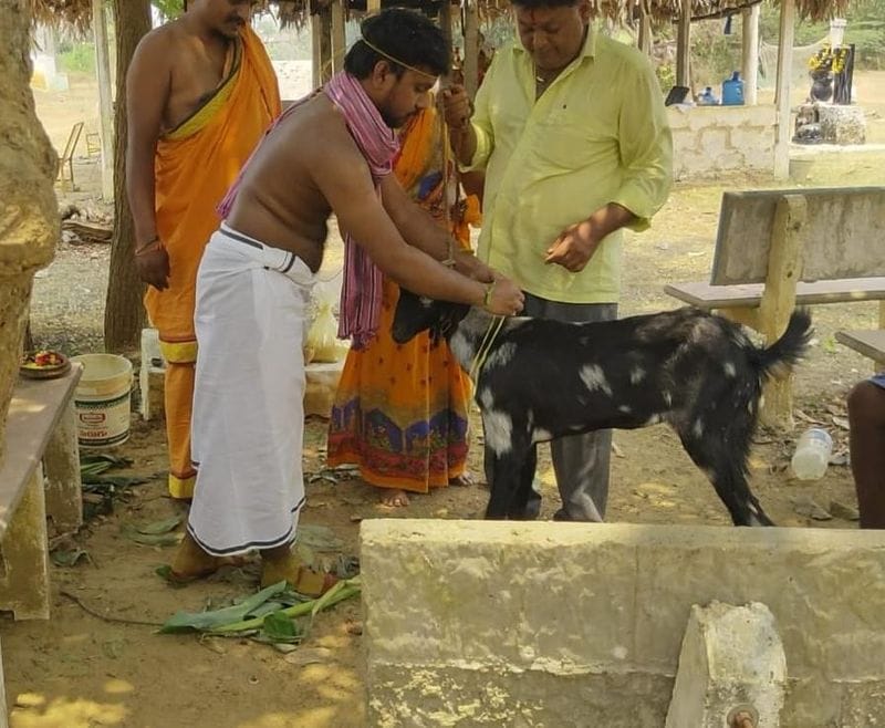 ஆட்டை திருமணம் செய்த 90 கிட்ஸ் இளைஞர்...! தோஷ நிவர்த்திக்காக இப்படியா..?