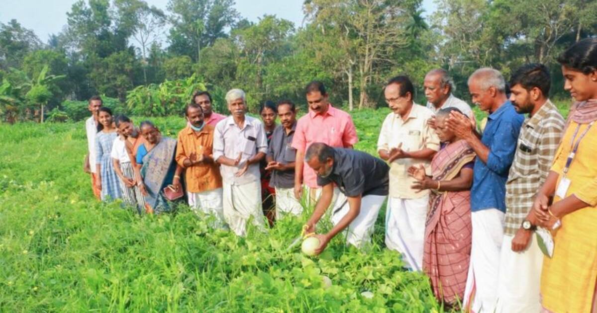 Shamam Fruit : കഞ്ഞിക്കുഴിയിലെ ചൊരിമണലില്‍ ഷെമാമും വിളഞ്ഞു