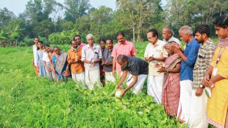 Shamam Fruit : കഞ്ഞിക്കുഴിയിലെ ചൊരിമണലില്‍ ഷെമാമും വിളഞ്ഞു