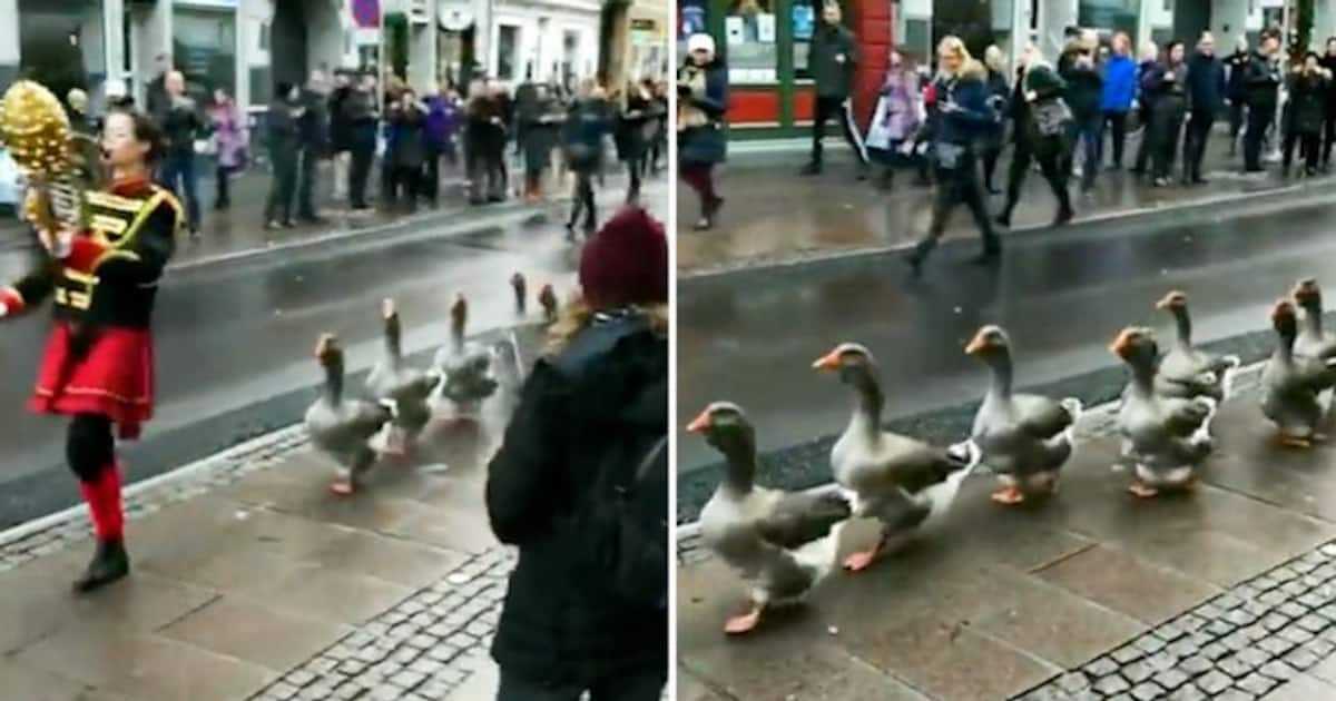 Ever seen a swan parade? Watch this incredible video