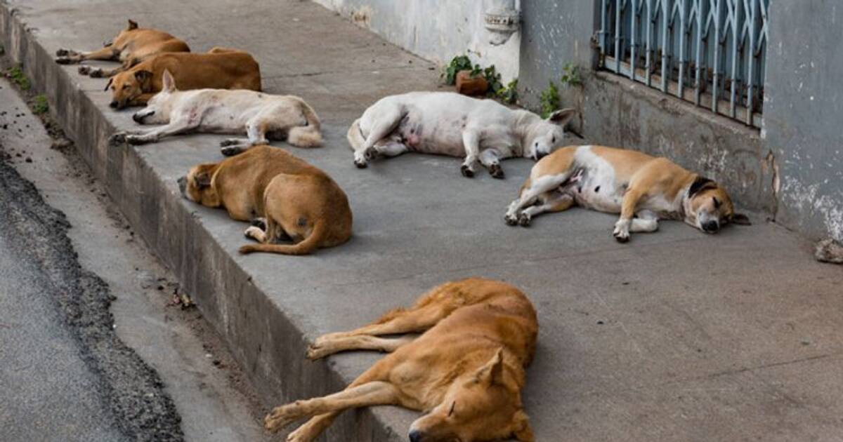 20 stray dogs outside Mumbai airport get 'Aadhaar' card with QR codes ...