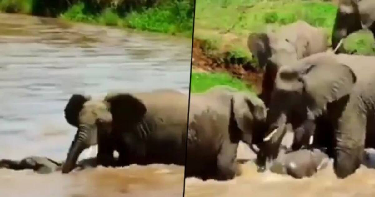 Baby Elephant falls in trouble, here’s how the heard saves it; watch