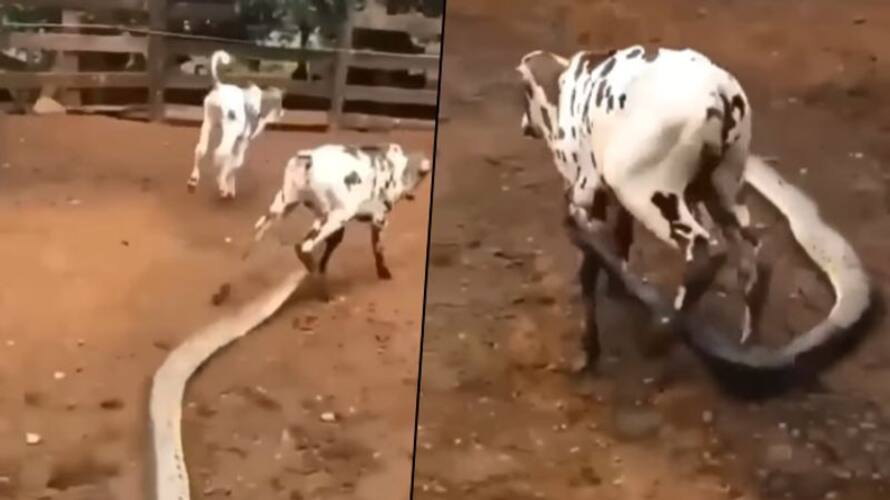 Giant python attacks calf, latches its leg; Here’s what happened next
