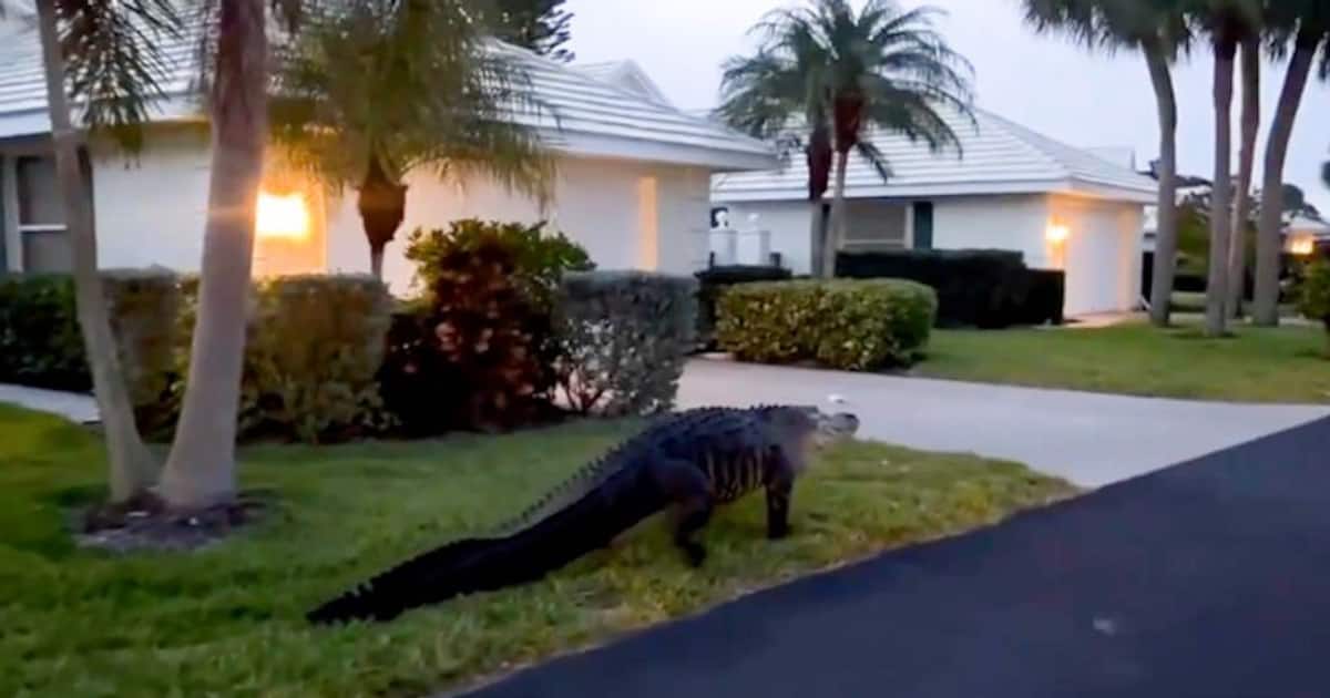 Watch: Giant alligator takes tour on Florida streets on Easter weekend ...