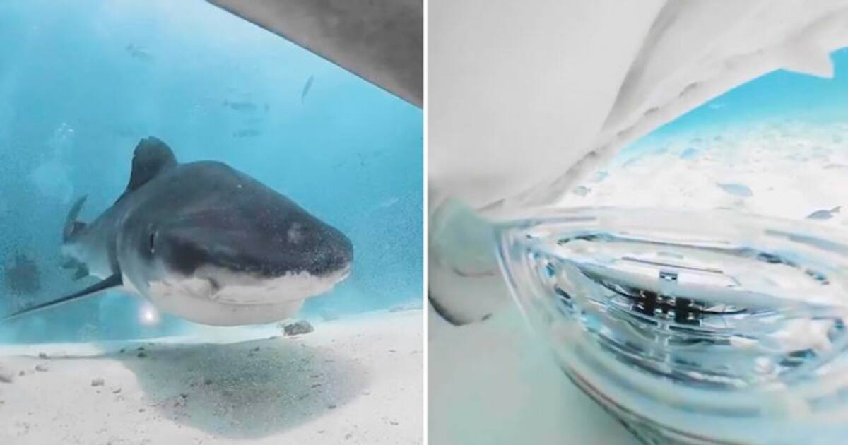 Shark tries to eat up camera; watch to know what happens next