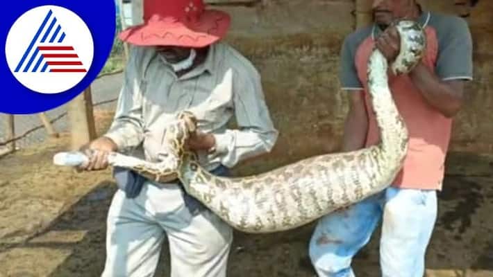 Chikkamagaluru ಮೇಕೆ ಮರಿ ನುಂಗಿ ಗಡದ್ದಾಗಿ ನಿದ್ದೆ ಮಾಡಿದ್ದ ಹೆಬ್ಬಾವು ಸೆರೆ