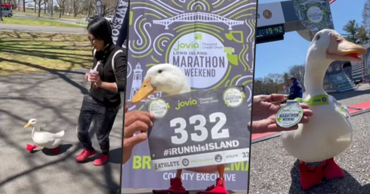 Watch: Duck runs marathon in New York; wins a medal