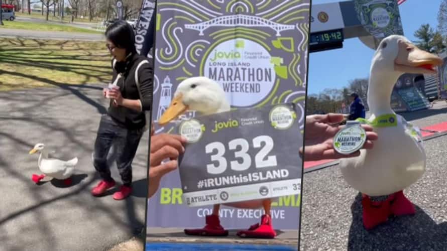 Watch: Duck runs marathon in New York; wins a medal