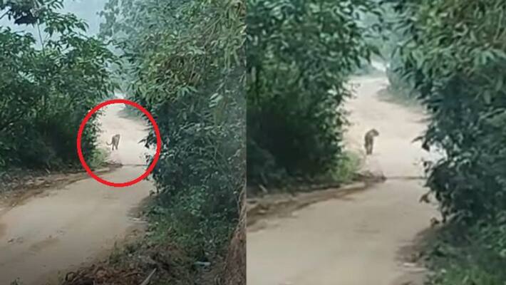 തോട്ടം മേഖലയില്‍ ഭീതിവിതച്ച് പകലും പുലി സാനിധ്യം, വനംവകുപ്പ് ...