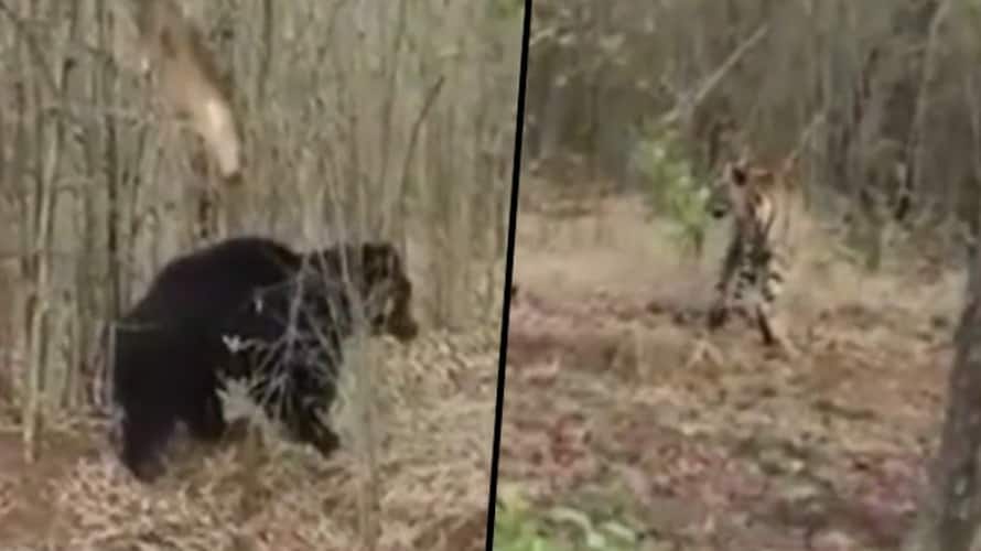 Furious sloth bear chases tiger in Tadoba Tiger Reserve; watch
