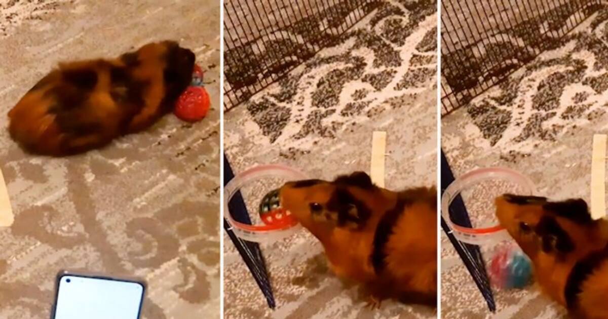 Watch: Guinea pig scores highest basketball slam dunks in 30 seconds ...