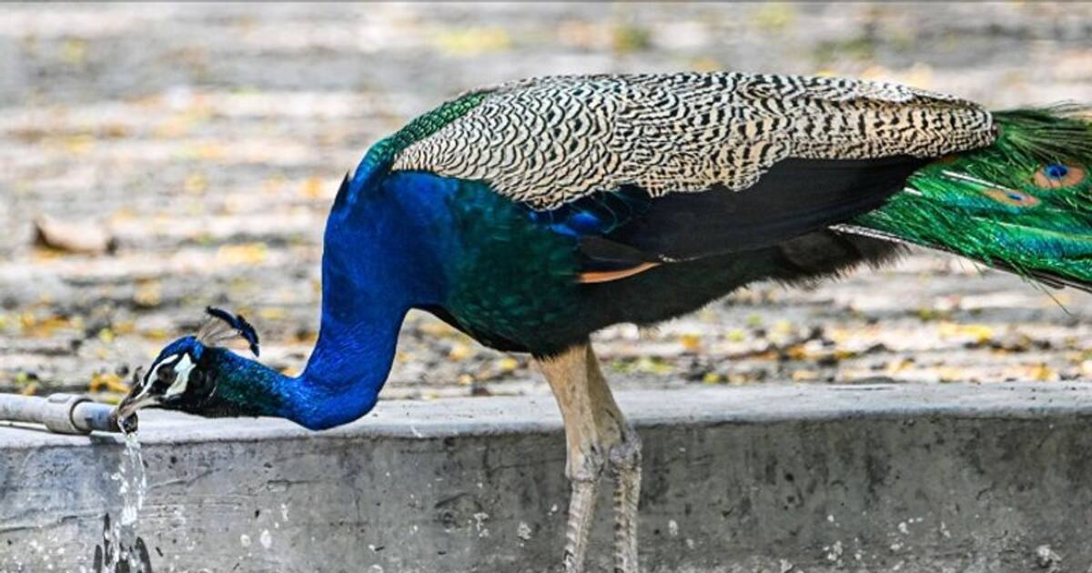 Peacock death; இறந்த மயிலை பார்த்துள்ளீர்களா? 'மயில் துயில்' குறித்து ...