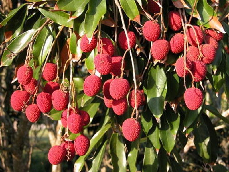 Lychee seeds health benefits: Know their nutrition, risks and more