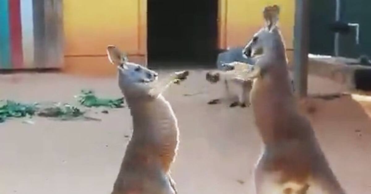 Watch: Kangaroos' hand-to-hand combat in zoo takes social media by storm