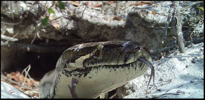 Python:5 அடி நீள முதலையை ‘அப்படியே’ விழுங்கிய பர்மா மலைப்பாம்பு ...